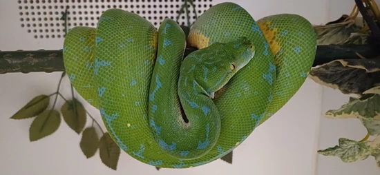 Manokwari Green Tree Python by Morphman
