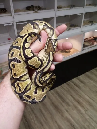 Brite Ball Python by Morphmart Reptiles LLC