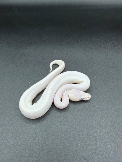 Bamboo Mojave Pos GHI Ball Python by MorphOrium LLC
