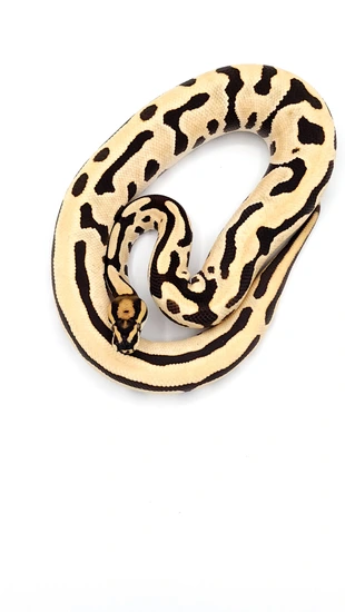 Mario Od Leopard Desert Ghost 100% Het Cryptic 100% Pied Ball Python by ...