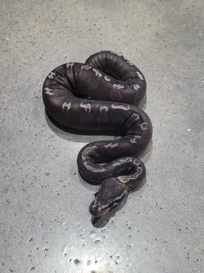 black magic ball python