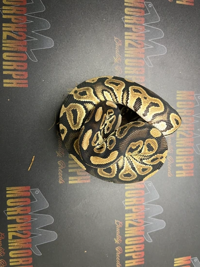 Phantom Ball Python by Morph 2 Morph