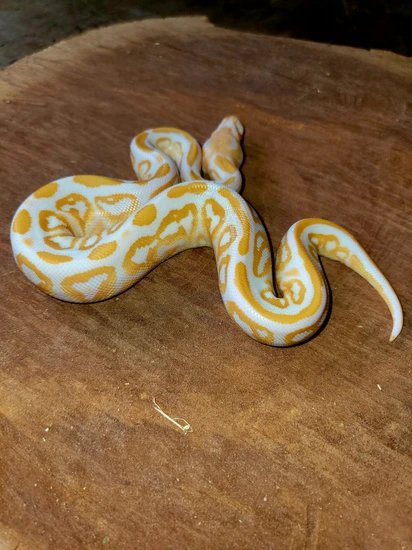 Black Pastel Albino Ball Python by Morton Wright Reptiles