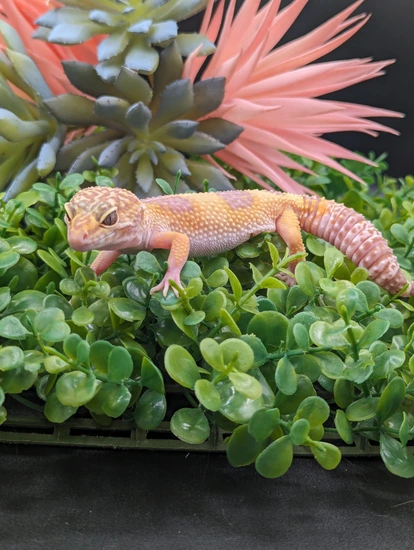 Mack Snow, Tremper Albino, Het Murphys Patternless Leopard Gecko by ...