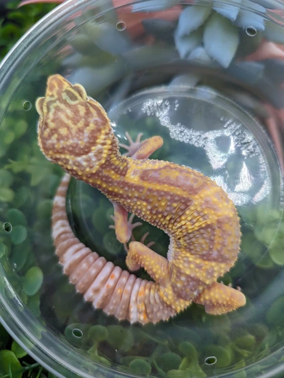 Tremper Albino, Het Murphy's Patternless Leopard Gecko by Moscato Mutations