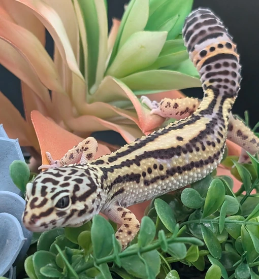 TSF Bold Stripe, Black Night, Pos Het Eclipse, Pos Het Murphy's ...