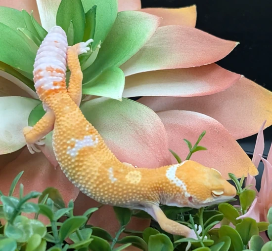 TSM Tremper Albino, Purple Head, Tango Crush, Red Stripe Cross, Het ...