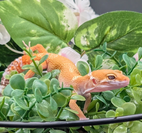 TSM Tangerine, Tremper Albino, Pos Het Eclipse Leopard Gecko by Moscato ...