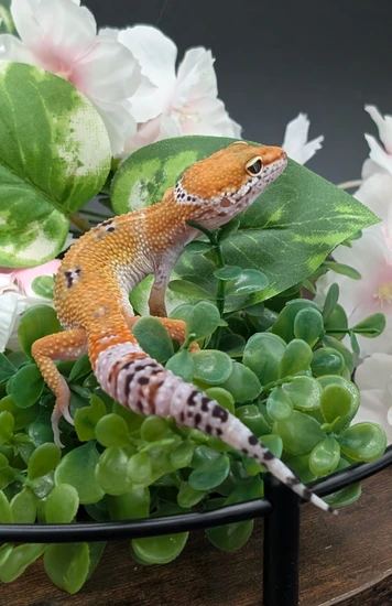 Purple Head, Tango Crush Cross, Het Eclipse, Het Tremper Leopard Gecko ...