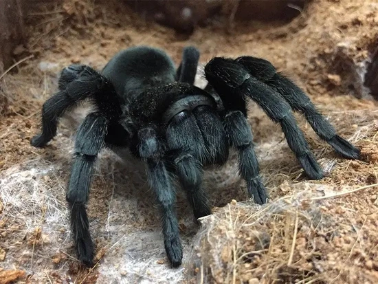 Grammostola Pulchra (Brazilian Black Tarantula) by Moss and Moth
