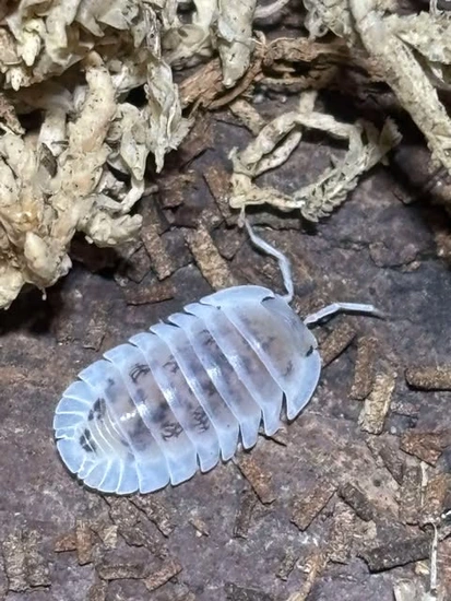 Armadillidae Sp Shiro Utsuri 10ct Isopod by Lichen and Leaves