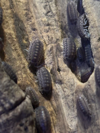 Cubaris Sp Platin Tung Song 250ct Isopod by Lichen and Leaves