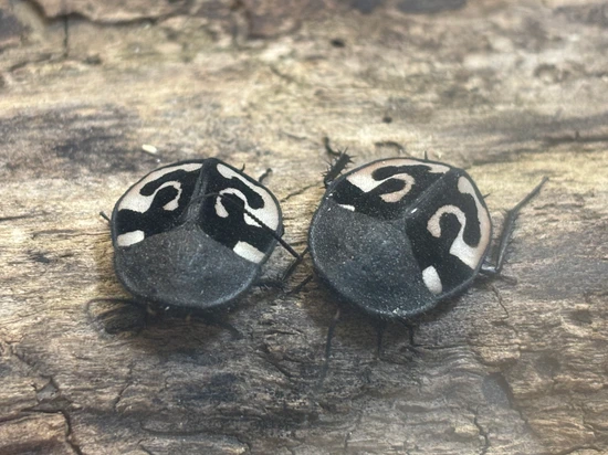 Therea Olegrandjeani “question Marks” 100ct Cockroach by Lichen and Leaves
