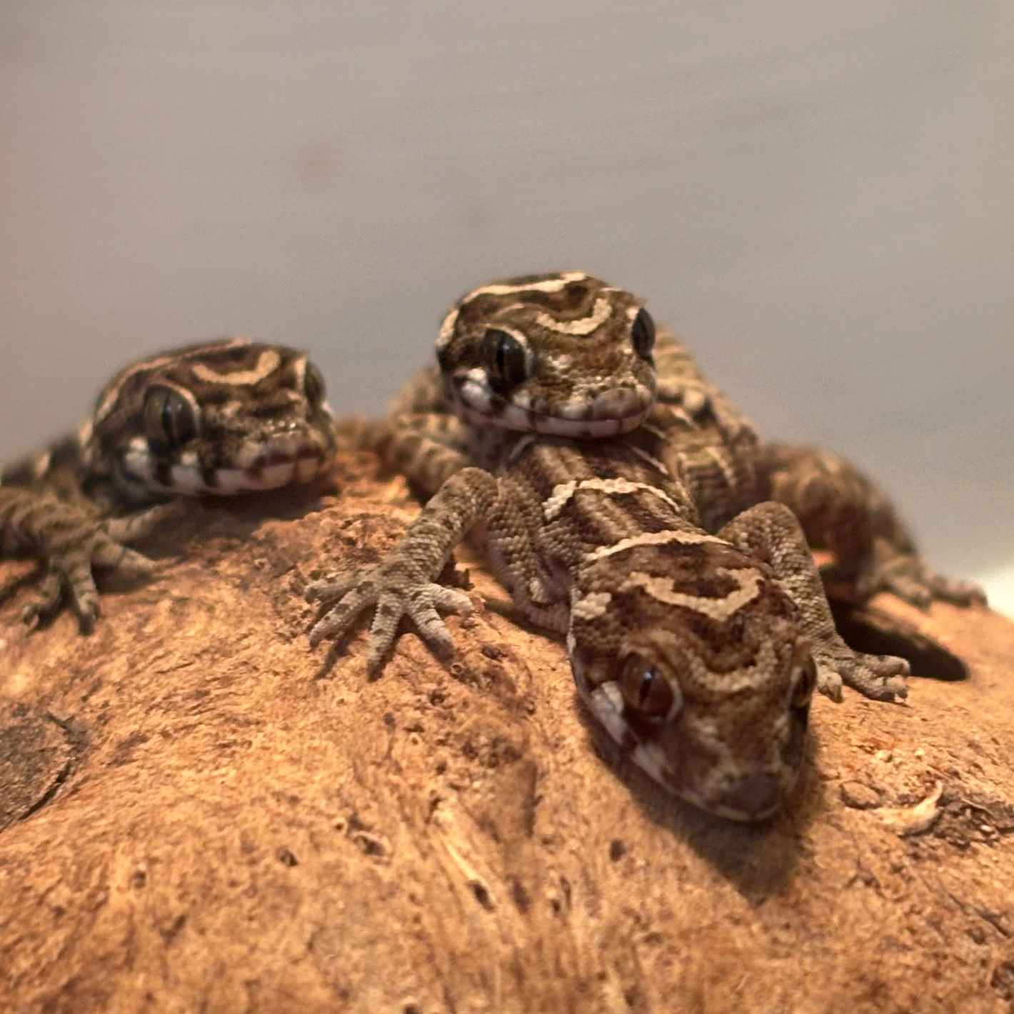 6 Lot Viper Geckos by Lichen and Leaves