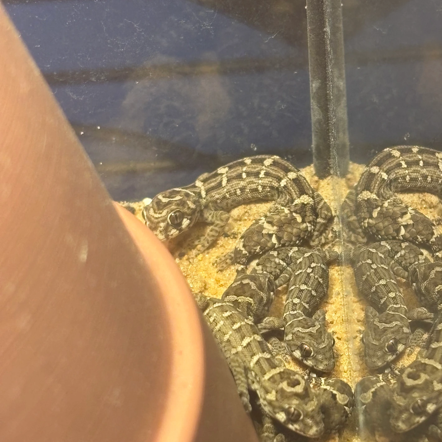 6 Lot Viper Geckos by Lichen and Leaves