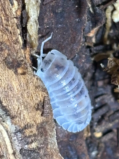 50ct Shiro Utsuri Isopod by Lichen and Leaves