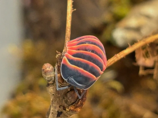 Ardentiella Sp Red Ember Bee 10ct Isopod by Lichen and Leaves