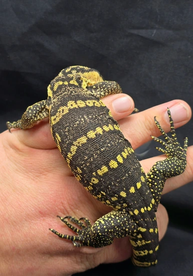 Samar Water Monitor Yearling (V. Samarensis) #1 by Mostly Montanes