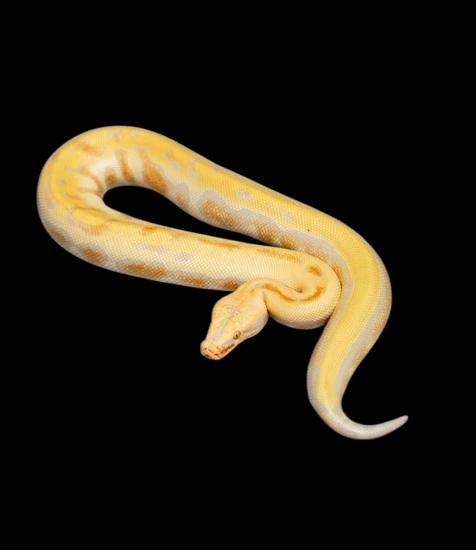 Golden Eye T - Albino Blood Python by Mother of Snakes