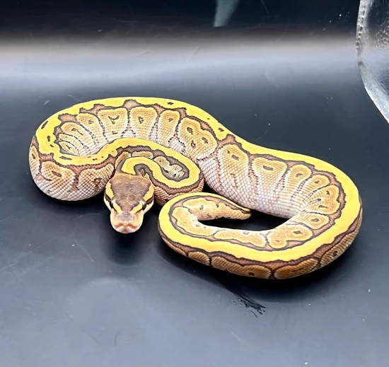 Jigsaw Ball Python by Mothra’s Morphs