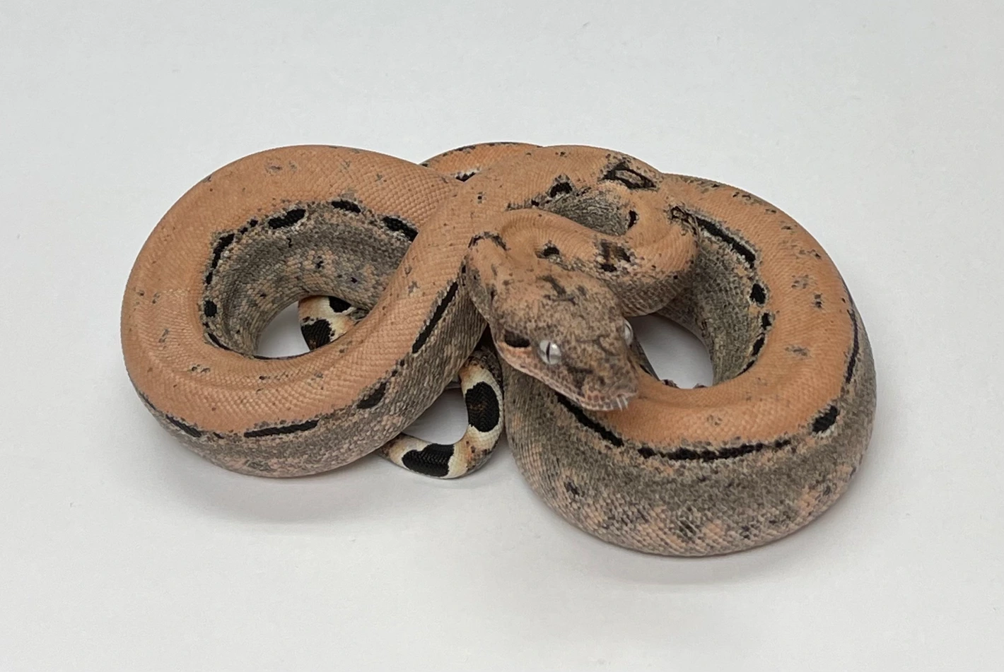 IMG Scoria Boa Constrictor by Motion Reptiles