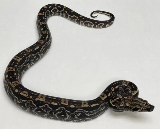 IMG Aztec Hypo 100% Het Sharp Albino 50% Het Anery Boa Constrictor by ...