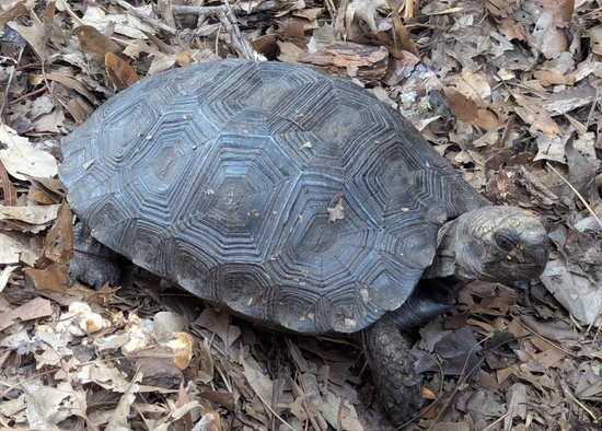 10.5" Northern Black Mountain Tortoise CB21MEP-TX Asian Brown Tortoise ...