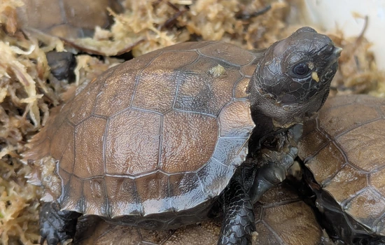 Northern Black Mountain Tortoise CB25 MEP (Manouria.emys.phayrei) Asian ...
