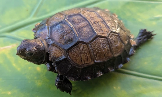 HOLIDAY SALE Black Mountain Tortoise CB25 MEP (Manouria.emys.phayrei ...