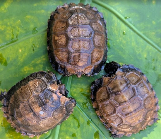 Trio Of Northern Black Mountain Tortoises CB25 MEPs (Manouria.emys ...