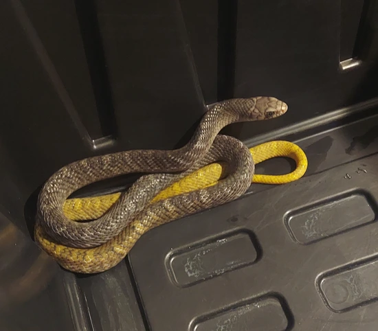 2024 Female Yellowtail Cribo Cribo & Indigo Snakes by Mark's Yellow ...