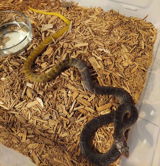 2024 Female, Yellowtail Cribo Cribo & Indigo Snakes by Mark's Yellow ...
