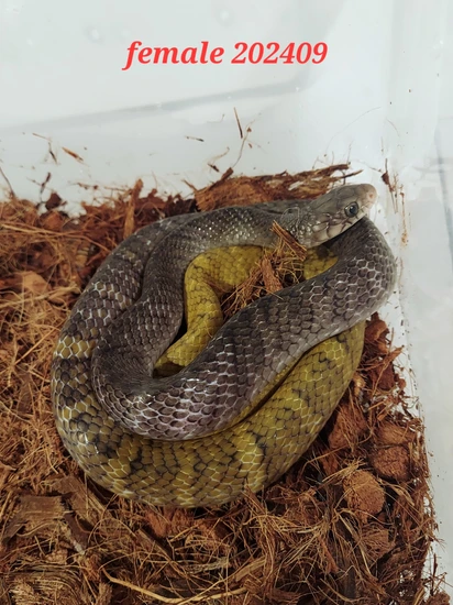 2024 Female Yellowtail Cribo Cribo & Indigo Snakes by Mark's Yellow ...