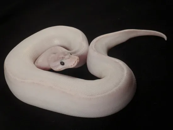 Cinnamon Ivory Ball Python by MPS Reptiles