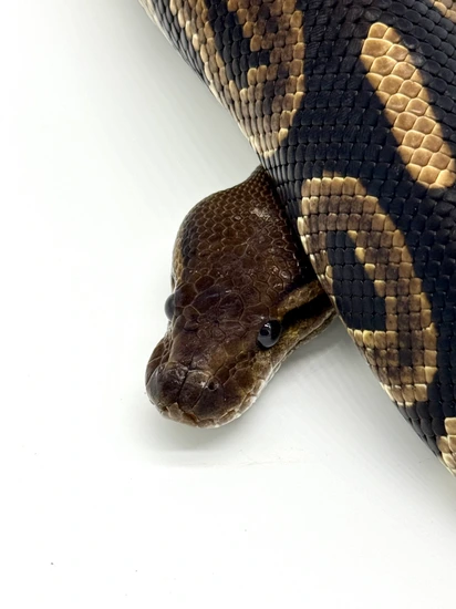 Black Pastel Ball Python by Redline Pythons