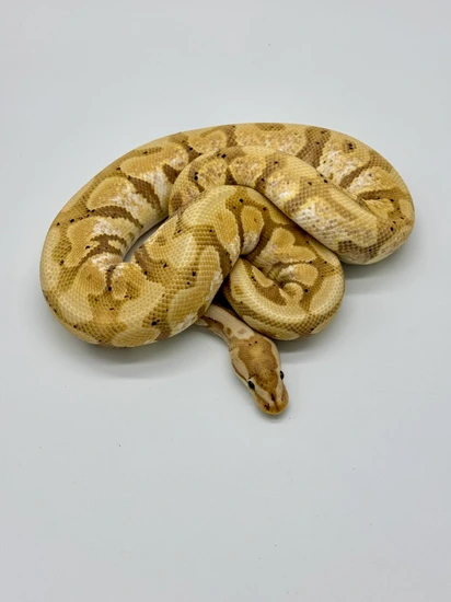 Banana Hidden Gene Woma Yellowbelly Ball Python by Redline Pythons