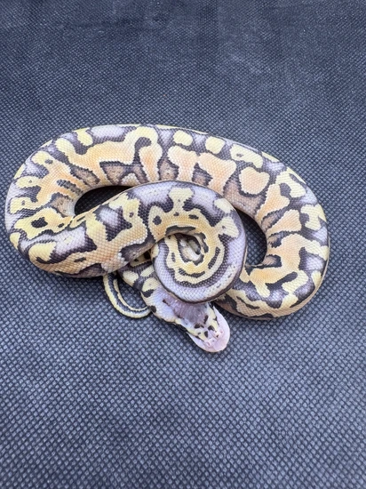SP Puzzle 50% POs Het Pied Ball Python by R&Lexotics