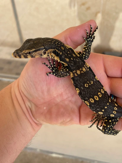 Captive Bred Asian Water Monitors Het Black Dragon by Mr Petman Supercenter