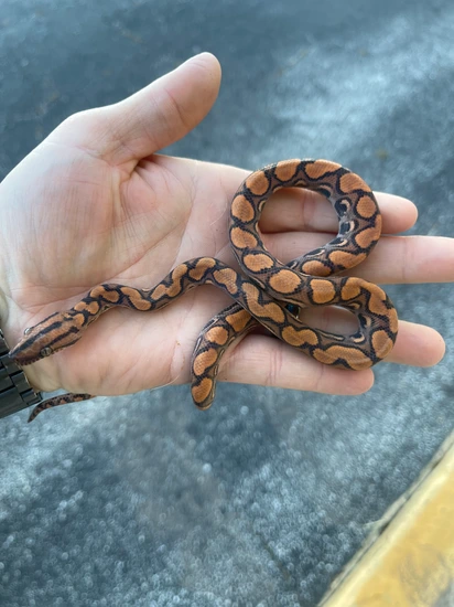 Brazilian Rainbow Boas by Mr Petman Supercenter