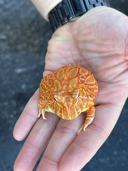 FAT Strawberry Pac-Man Frog Pacman Frog by Mr Petman Supercenter