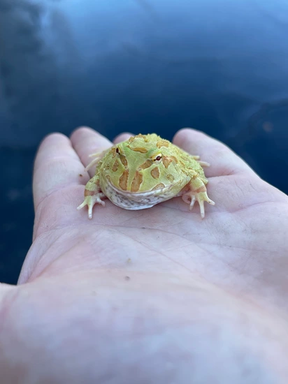 Lemon Lime Pac-Man Frog Pacman Frog by Mr Petman Supercenter
