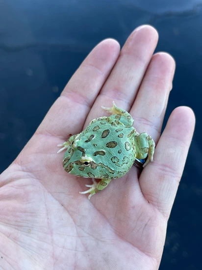 Peppermint Pac-Man Frog Pacman Frog by Mr Petman Supercenter