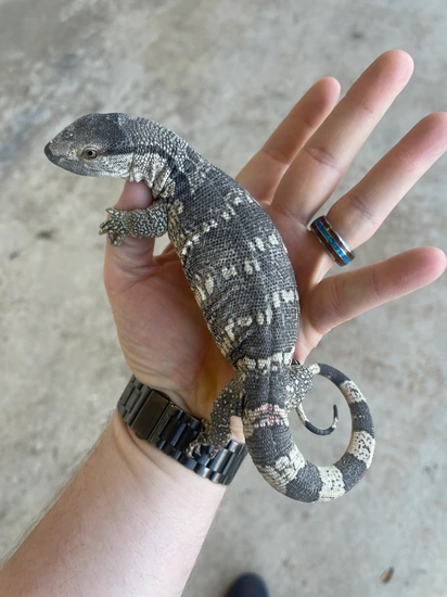 CBB White Throat Monitor White-Throated Monitor by Mr Petman Supercenter