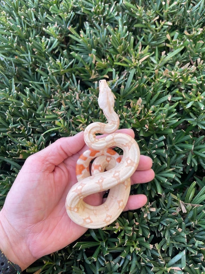 Kahl Albino Boa Constrictor by Mr Petman Supercenter