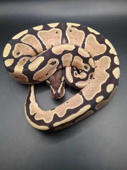 Fire 100% Het Pied Ball Python by Krazy Kris Ball Pythonz