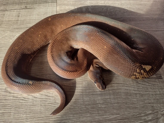 Super Cinnamon Ball Python by Krazy Kris Ball Pythonz