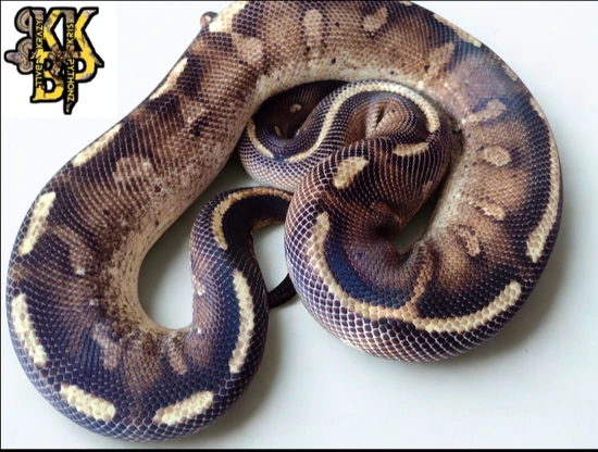 Super Gravel Ball Python by Krazy Kris Ball Pythonz
