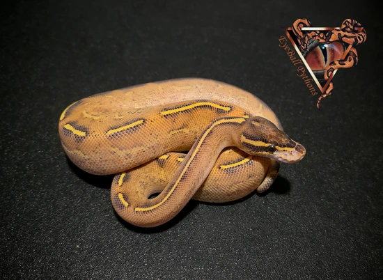 Highway Ball Python by EyeBall Pythons
