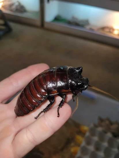 Wide Horned Hisser LOT OF X10 Cockroach by Josh's Critters