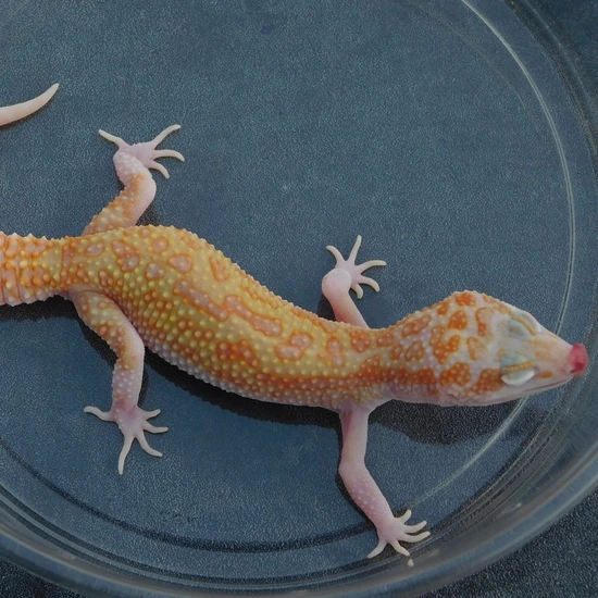 White/Yellow Mack Snow High Contrast Tremper Eclipse *** Leopard Gecko by M.S. Farms Exotics